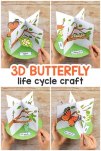 3D Model 3D Butterfly Life Cycle Craft Printable - printcraftzone.com